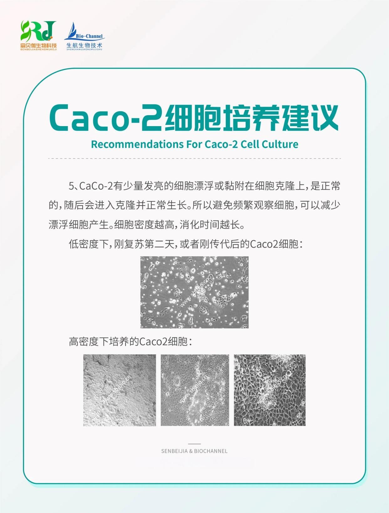 Caco-2细胞培养指南：从复苏到传代