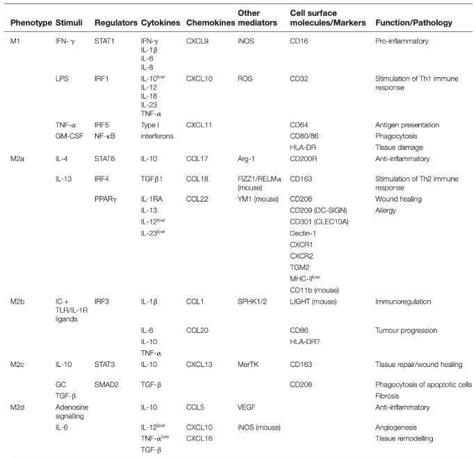 🧬M1与M2巨噬细胞：免疫系统的双重角色