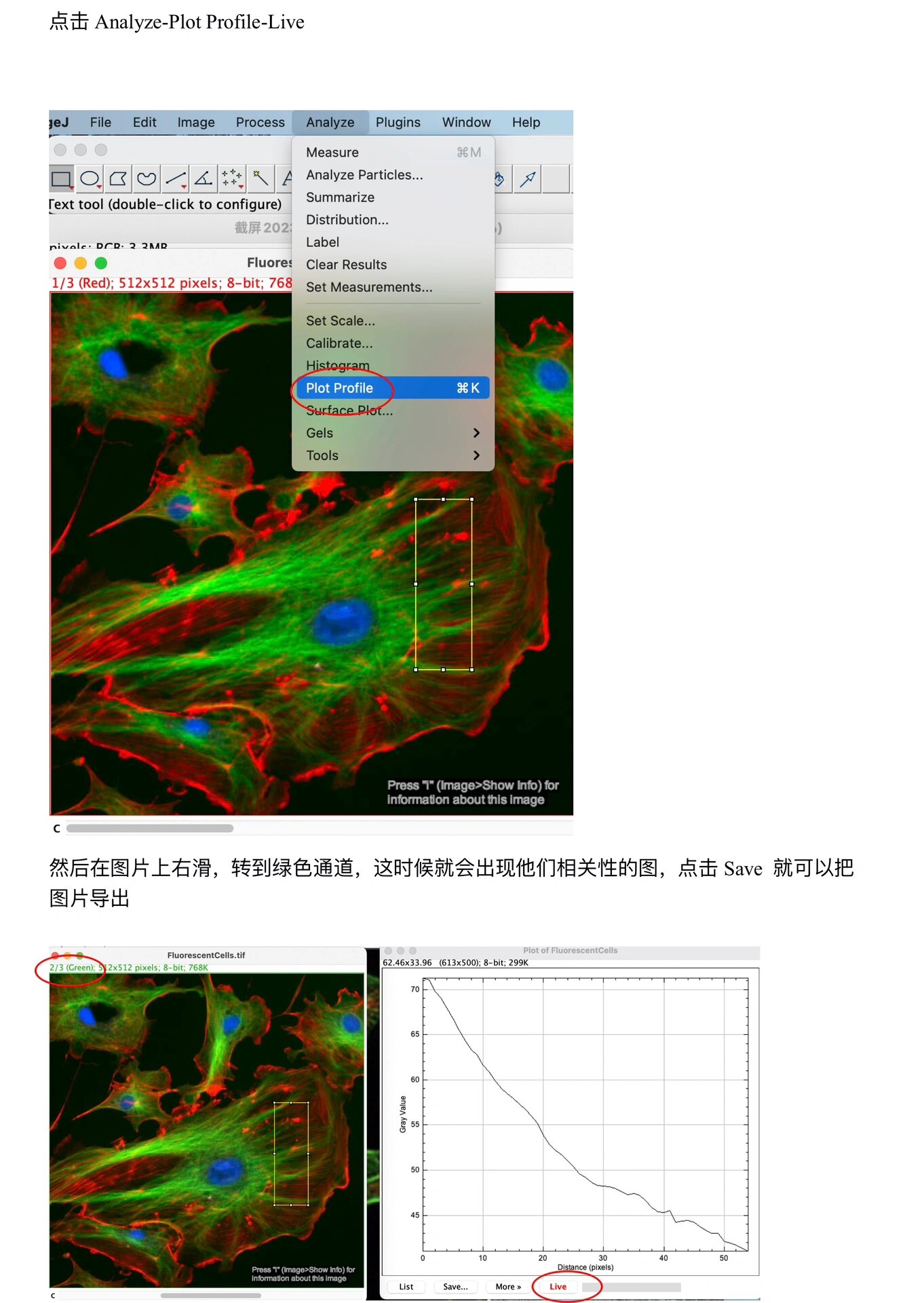免疫荧光Protocol 共定位分析（Prism版）