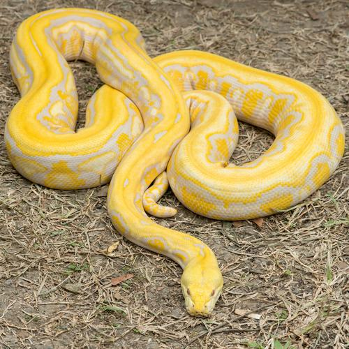 🐍蛇蜕皮周期与注意事项