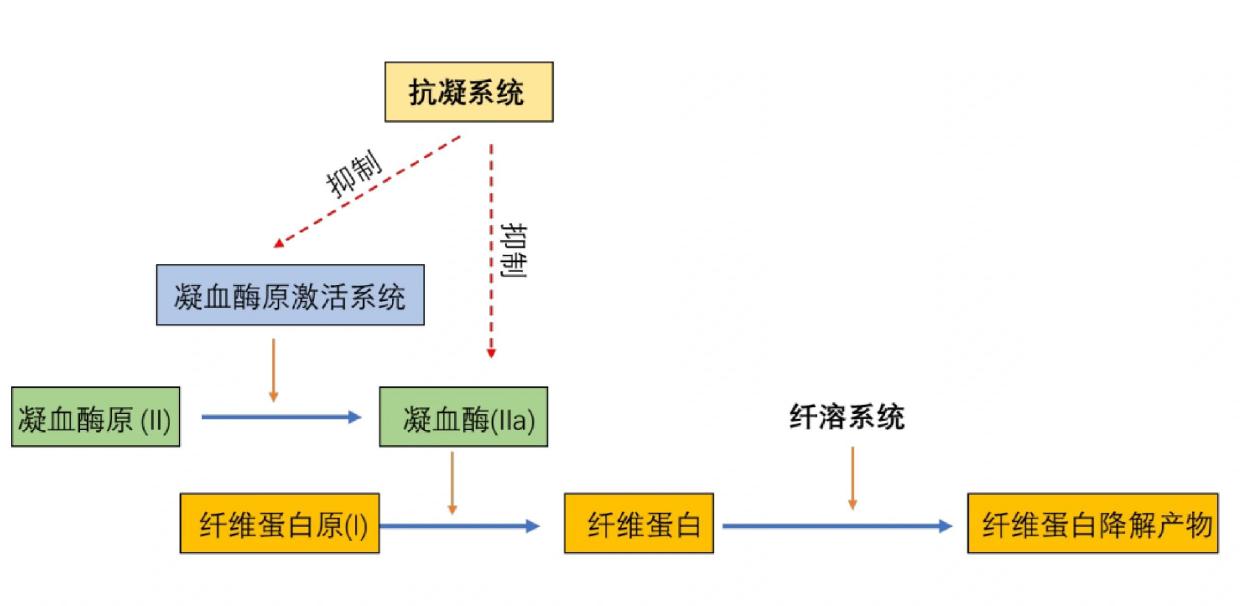 凝血途径与PT、APTT、TT详解