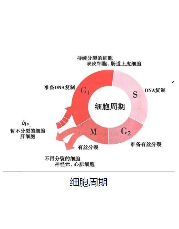 细胞周期PI染色实验全攻略