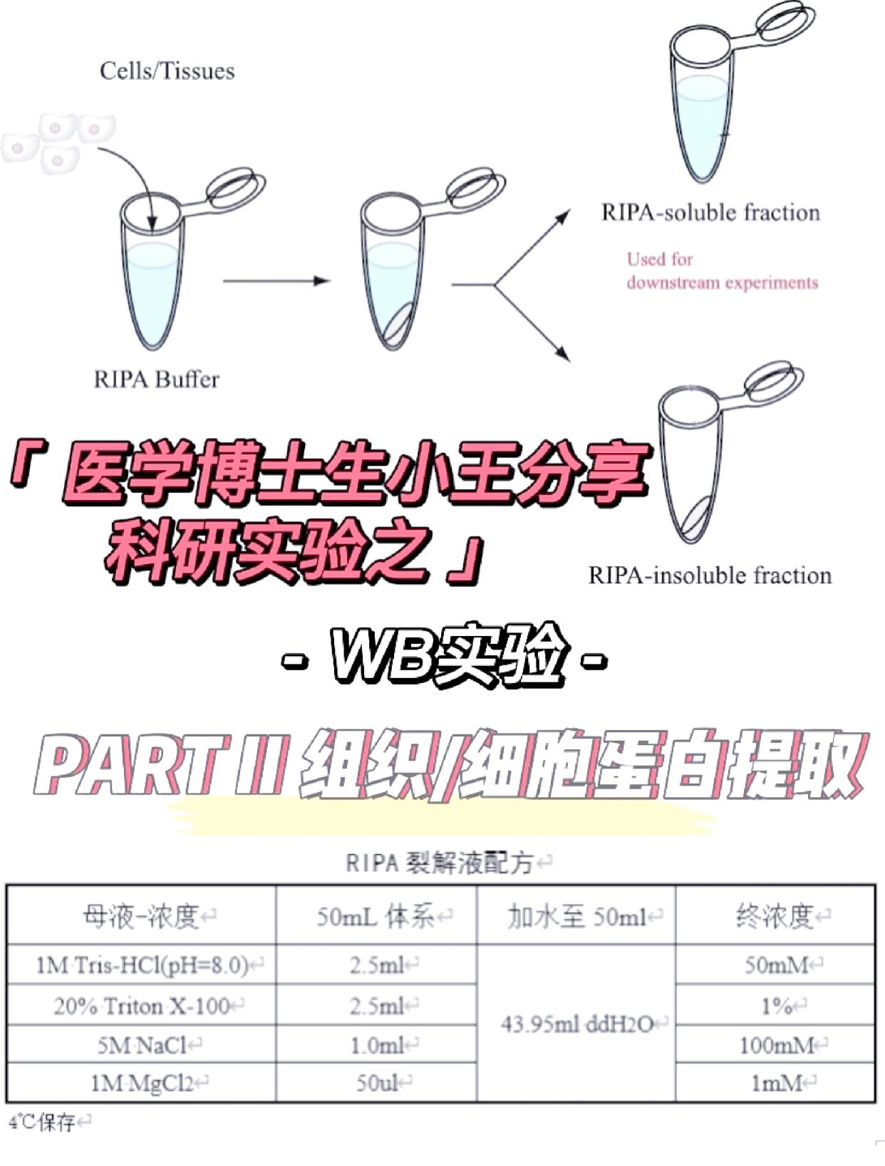 WB实验必备：组织与细胞蛋白提取全攻略