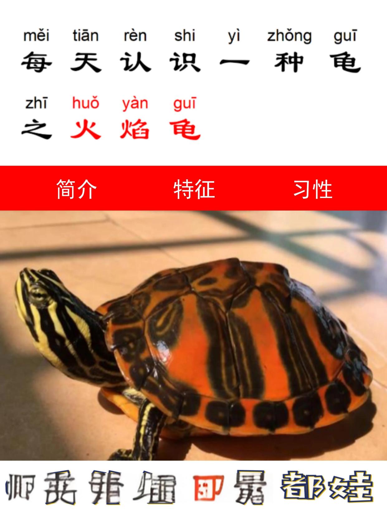 火焰龟：观赏、食用、药用三重价值