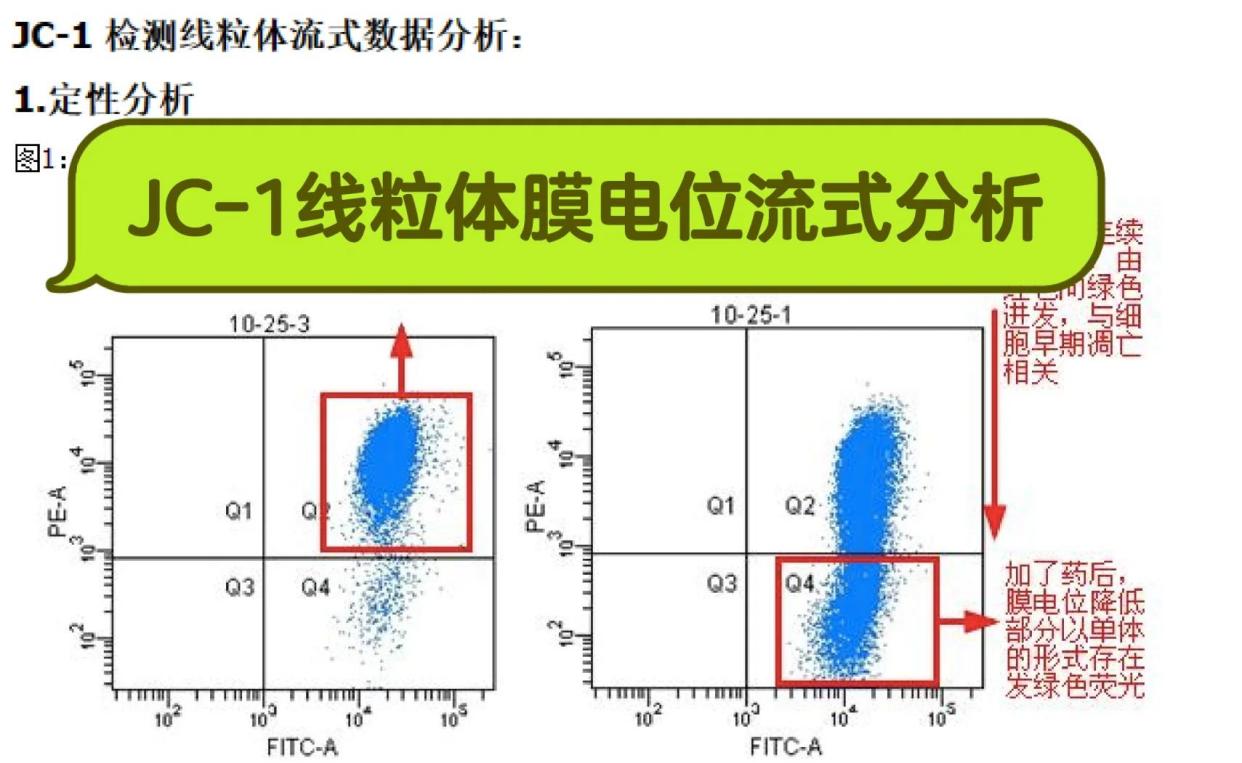 JC-1流式检测线粒体膜电位变化