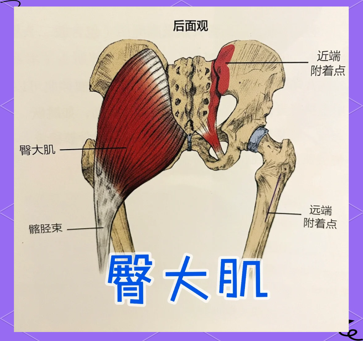 臀肌解剖：3块肌肉的功能与特点