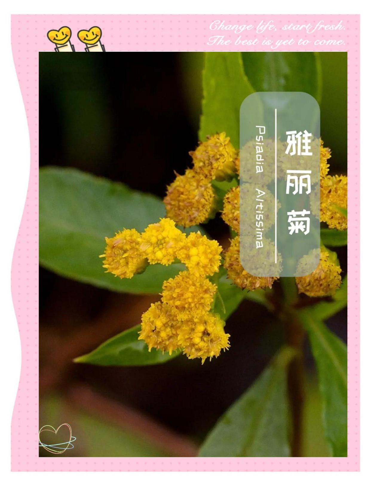 雅丽菊精油：温暖复杂的香气体验