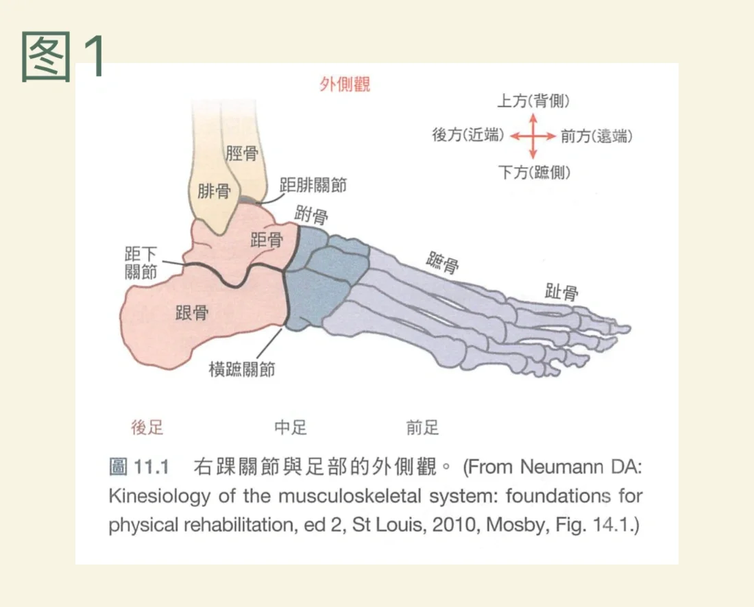 足踝关节的秘密：结构、功能与稳定性