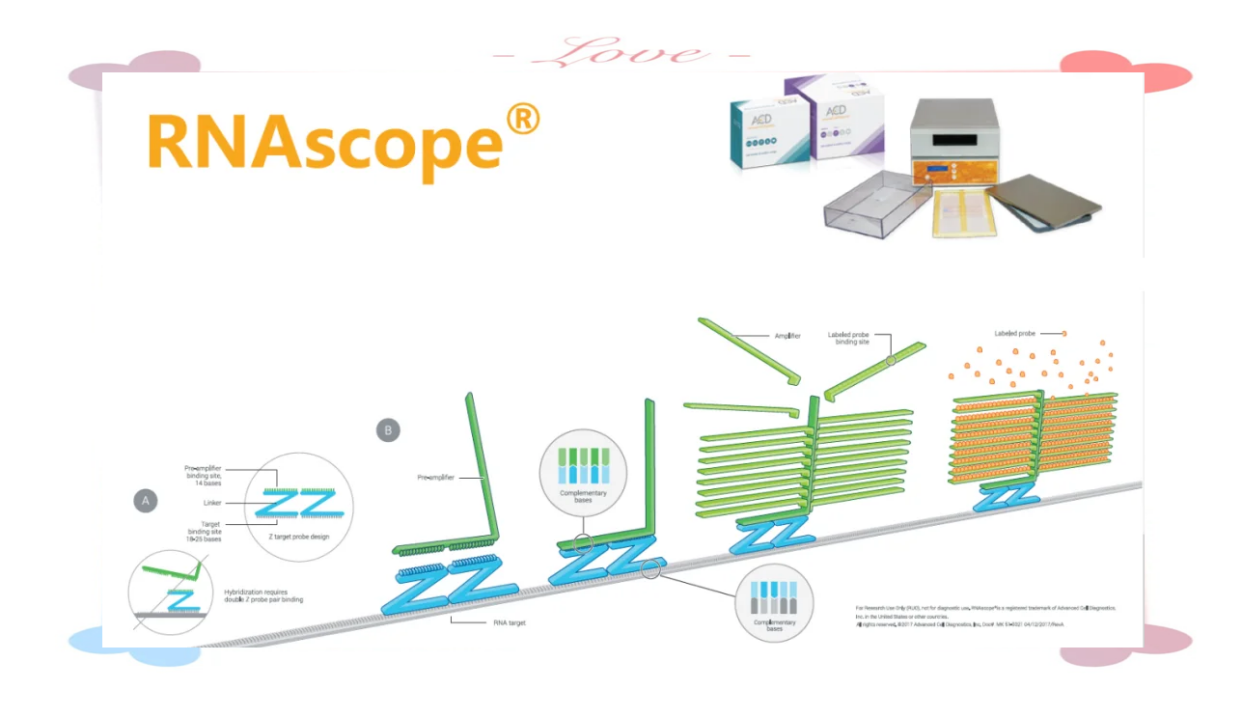 RNAscope：原位检测新金标