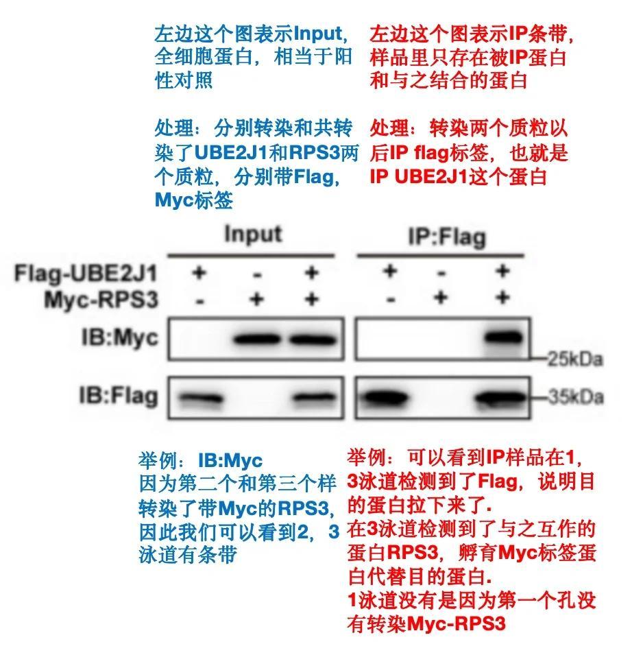 WB图解读：Co-ip与泛素化