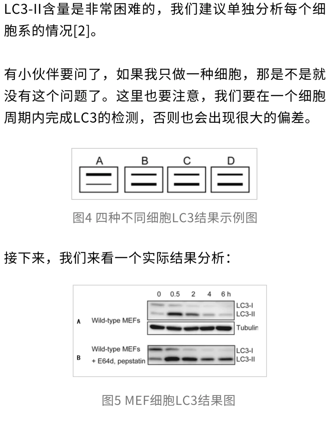 如何解读LC3的WB结果？