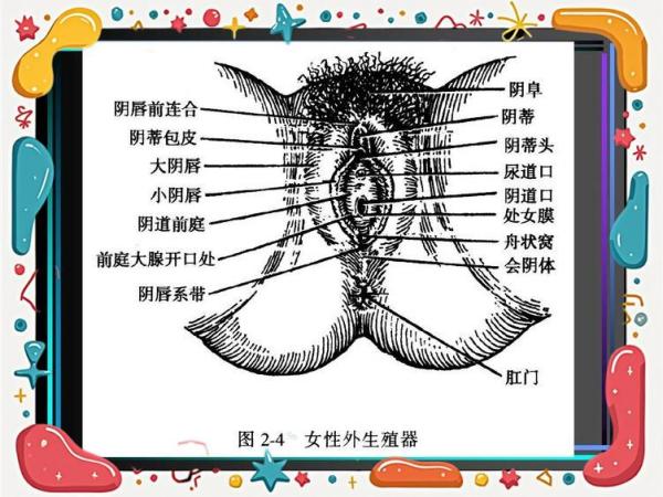女性生殖系统解剖要点速览