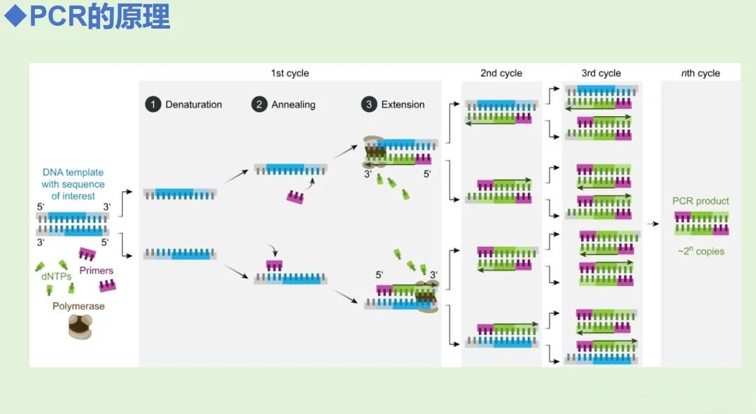 PCR原理图解