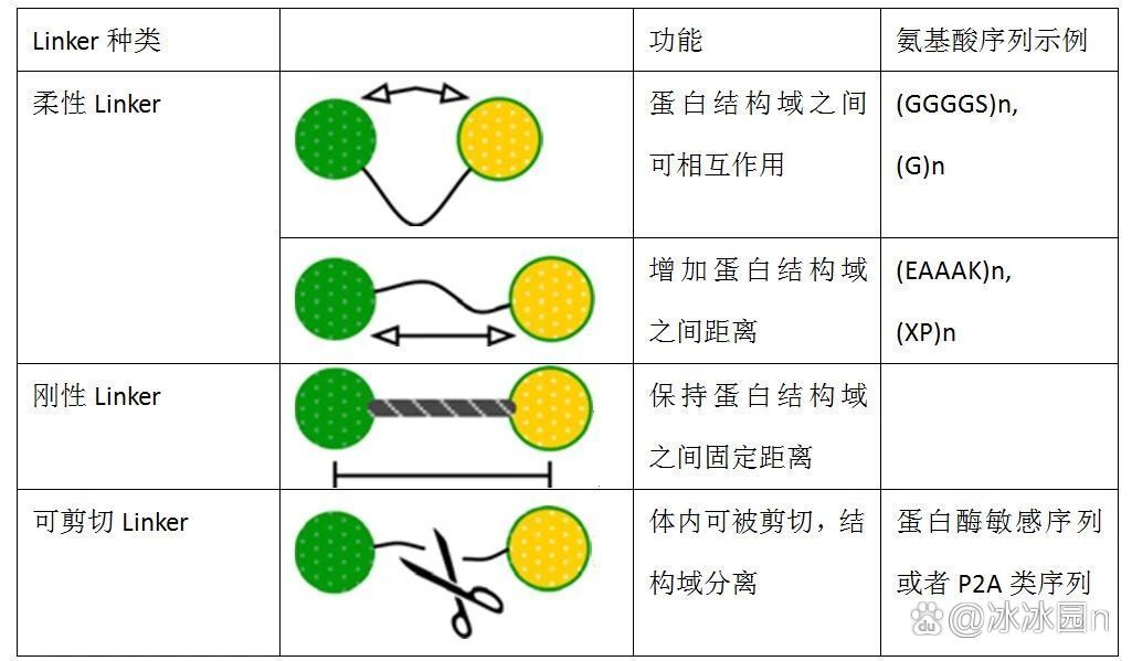 蛋白融合表达如何设计合适的linker