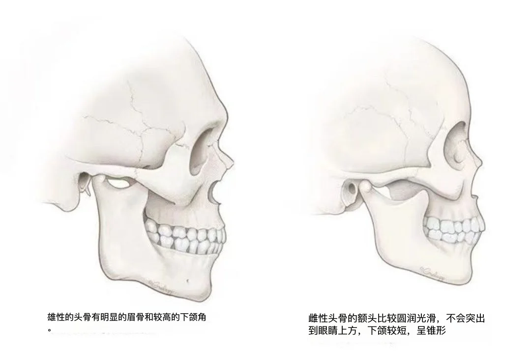 男性头骨与女性头骨的8大差异